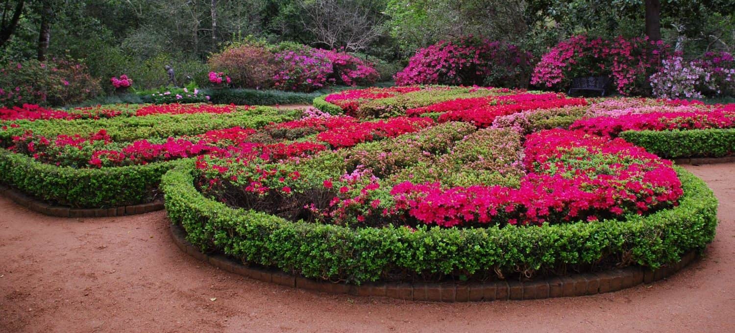 Keep Your Azaleas Happy & Healthy | Microlife Organic Fertilizers