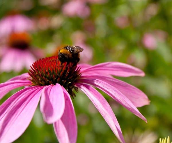 Bee Our Guest: Inviting Pollinators Into Your Garden the Natural Way ...