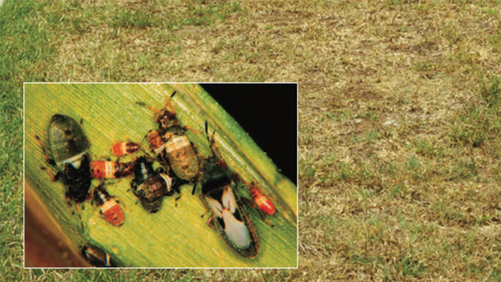 Chinch Bug Tip Sheet | Microlife Organic Fertilizers